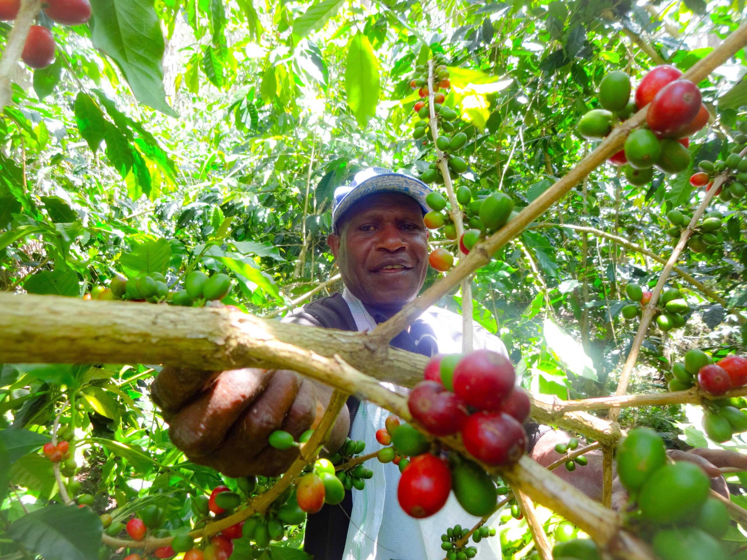 Café de Papúa Nueva Guinea: Sabor Exótico y Producción Artesanal – Guma ...